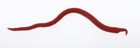 Gulp! Alive! 6 inch Bloodworm