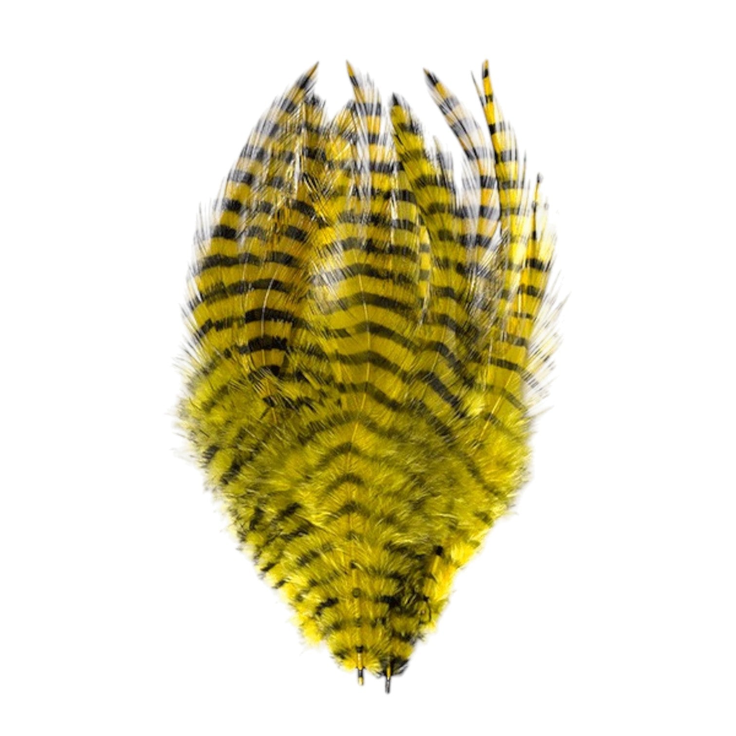 Barred Saddle Hackle